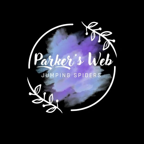 Jumping Spider Questions? - Parkers Web